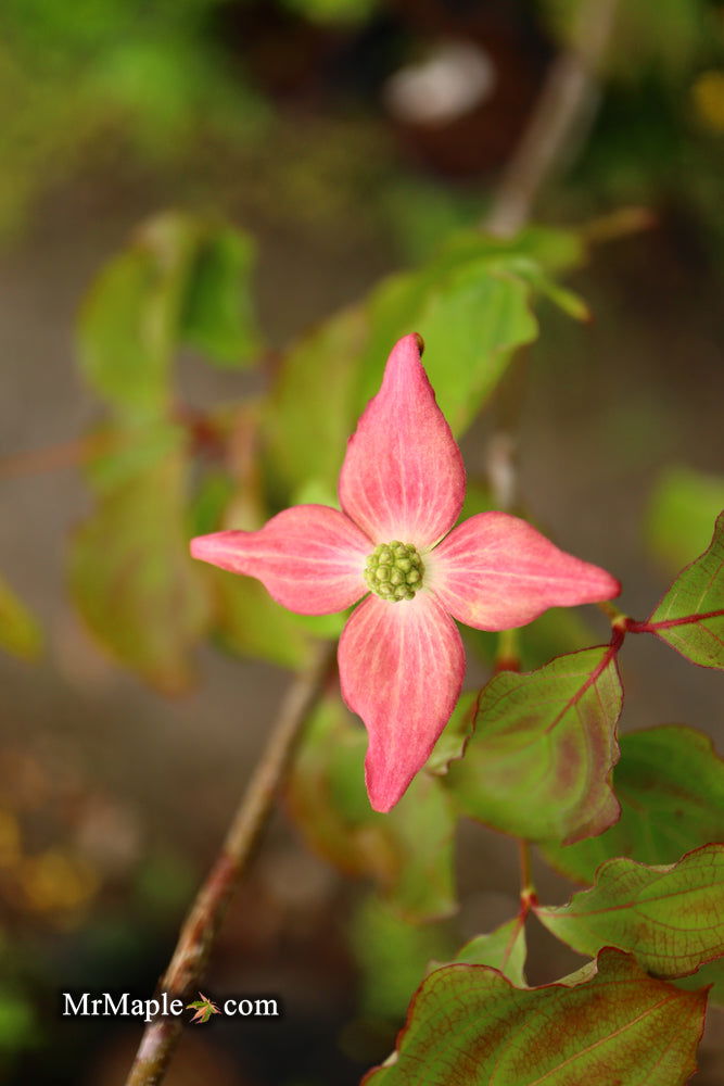Buy Cornus kousa 'Rutpink' Scarlet Fire™ Red Flowering Chinese Dogwood ...