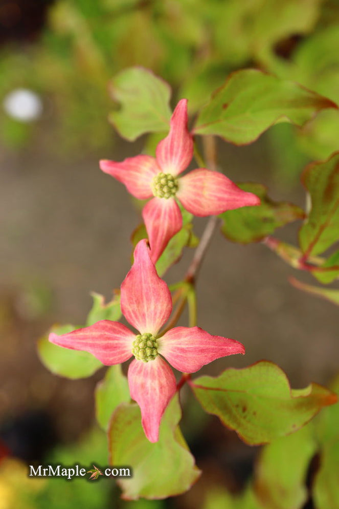 Buy Cornus kousa 'Rutpink' Scarlet Fire™ Red Flowering Chinese Dogwood ...