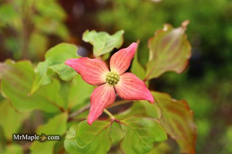 Buy Cornus kousa 'Rutpink' Scarlet Fire™ Red Flowering Chinese Dogwood ...