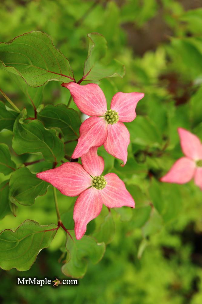 Buy Cornus kousa 'Rutpink' Scarlet Fire™ Red Flowering Chinese Dogwood ...