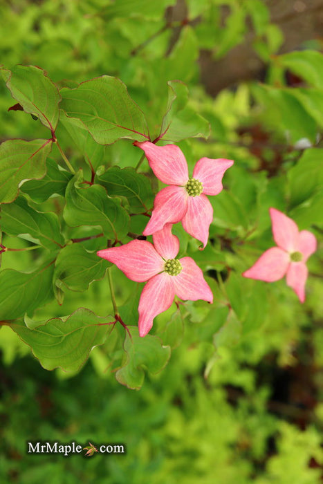 Buy Cornus kousa 'Rutpink' Scarlet Fire™ Red Flowering Chinese Dogwood ...