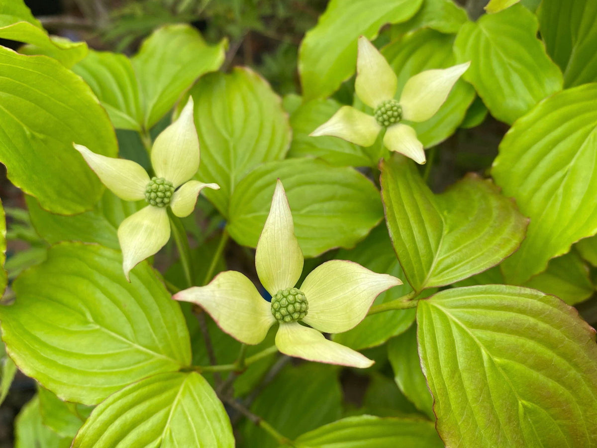 cornus in summer