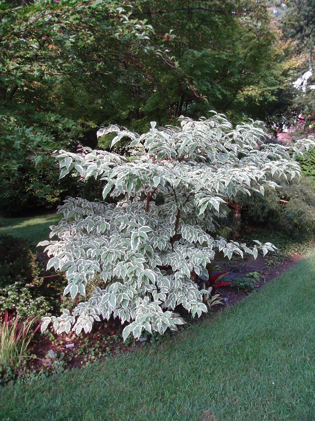 Buy Cornus kousa 'Wolf Eyes' Variegated Chinese Flowering Dogwood — Mr ...