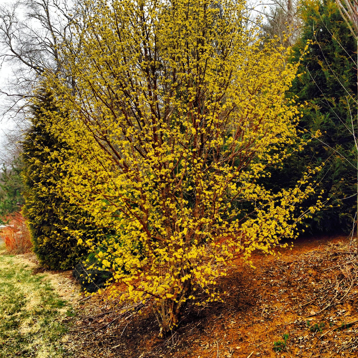 Buy Cornus officinalis 'Spring Glow' Cornelian Cherry Dogwood — Mr ...