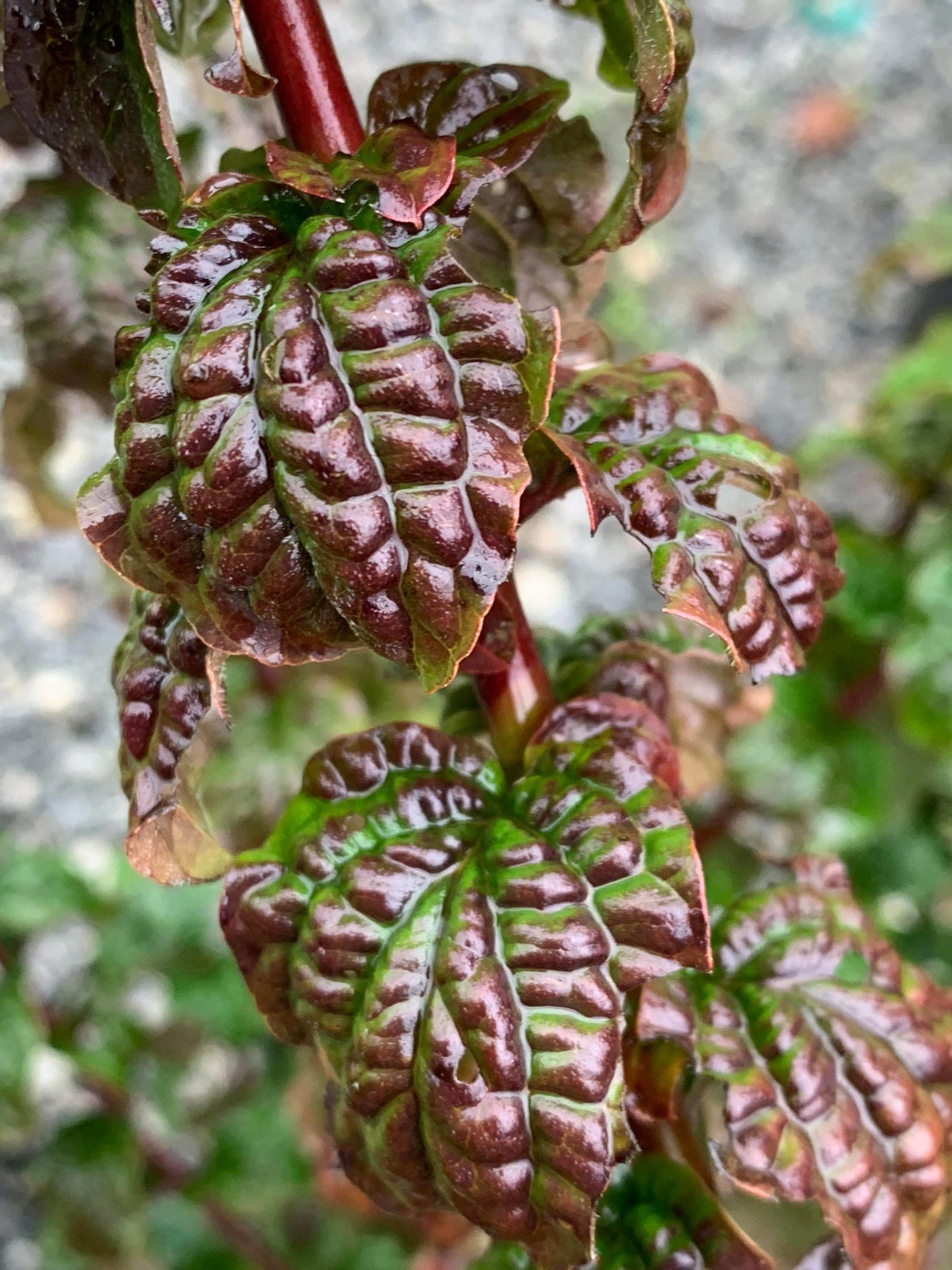 Biy Cornus sanguinea 'Compressa' Curly Leaf Dwarf Bloodtwig Dogwood ...
