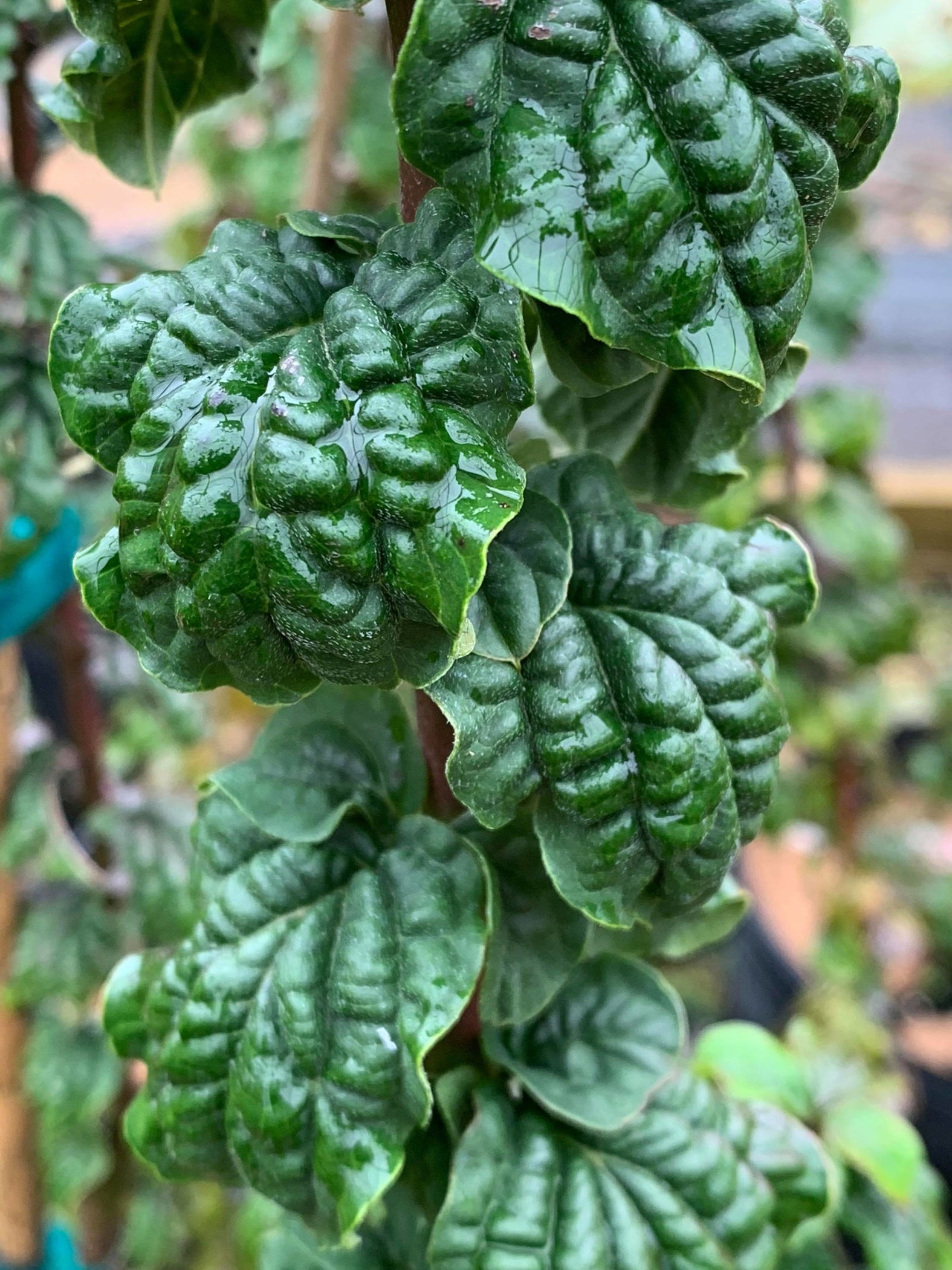 Biy Cornus sanguinea 'Compressa' Curly Leaf Dwarf Bloodtwig Dogwood ...