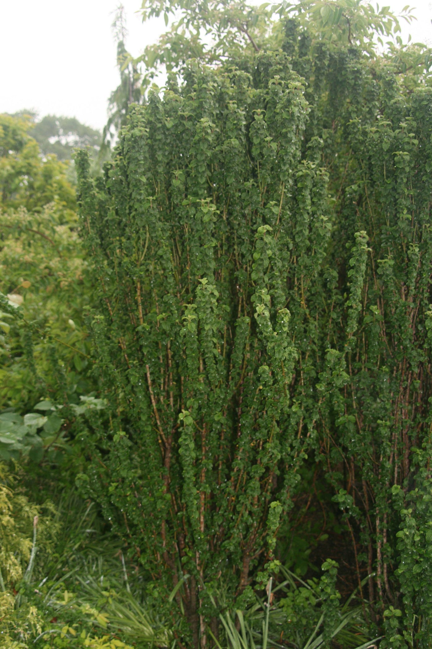 Biy Cornus sanguinea 'Compressa' Curly Leaf Dwarf Bloodtwig Dogwood ...