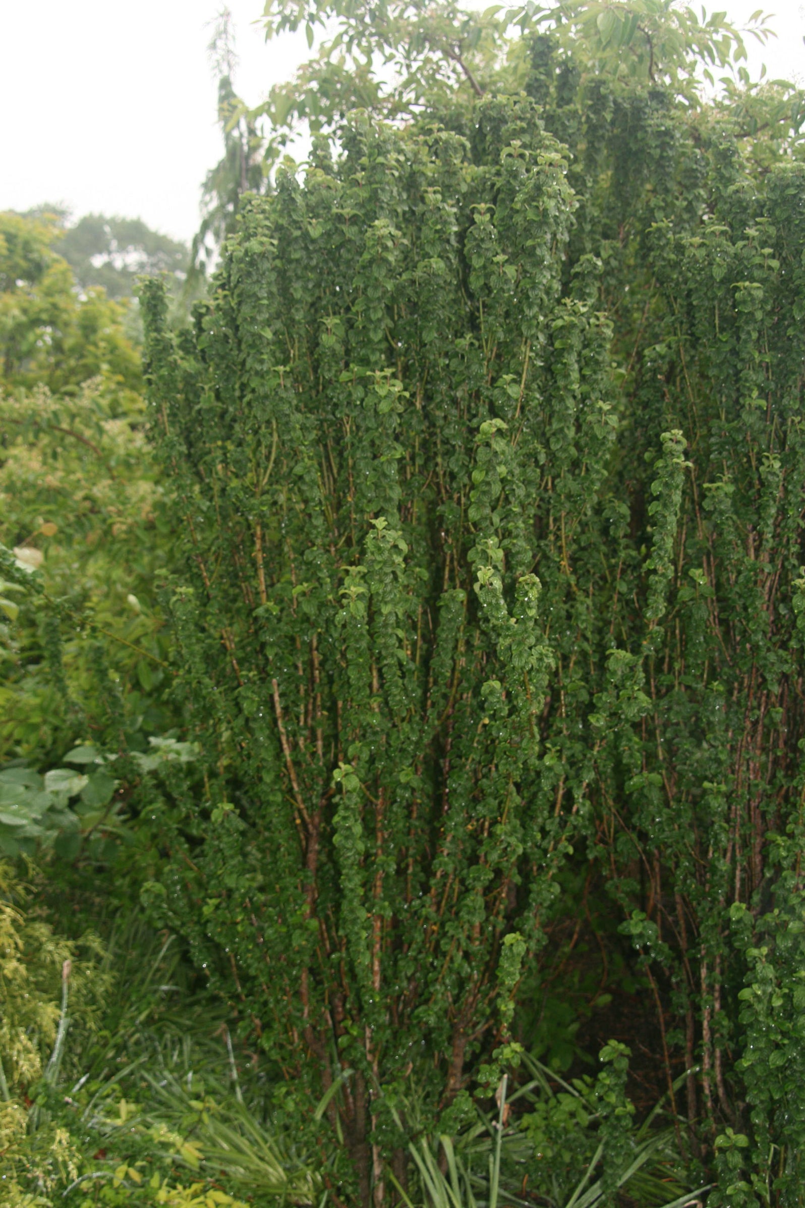 Biy Cornus sanguinea 'Compressa' Curly Leaf Dwarf Bloodtwig Dogwood ...