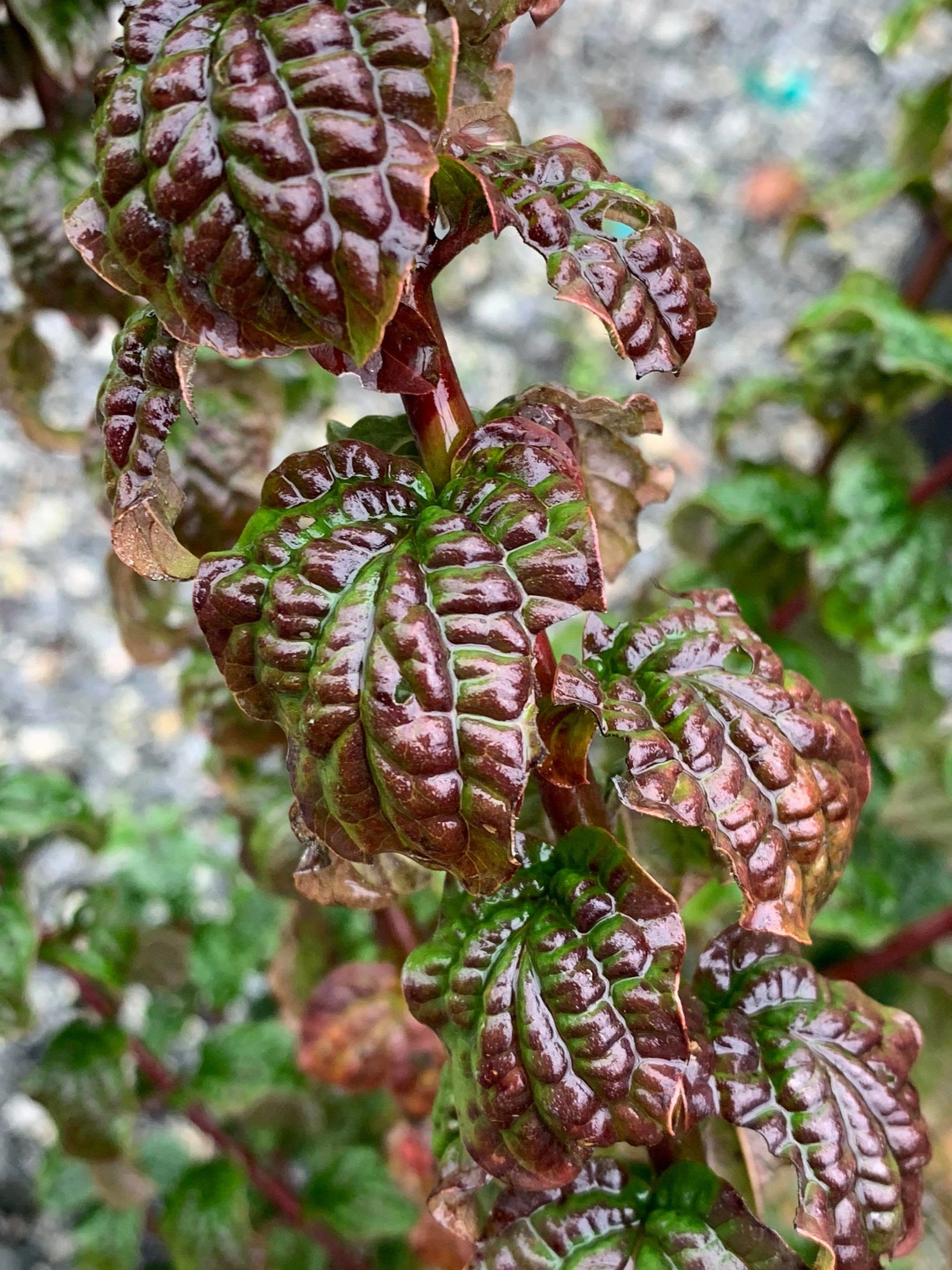 Biy Cornus sanguinea 'Compressa' Curly Leaf Dwarf Bloodtwig Dogwood ...