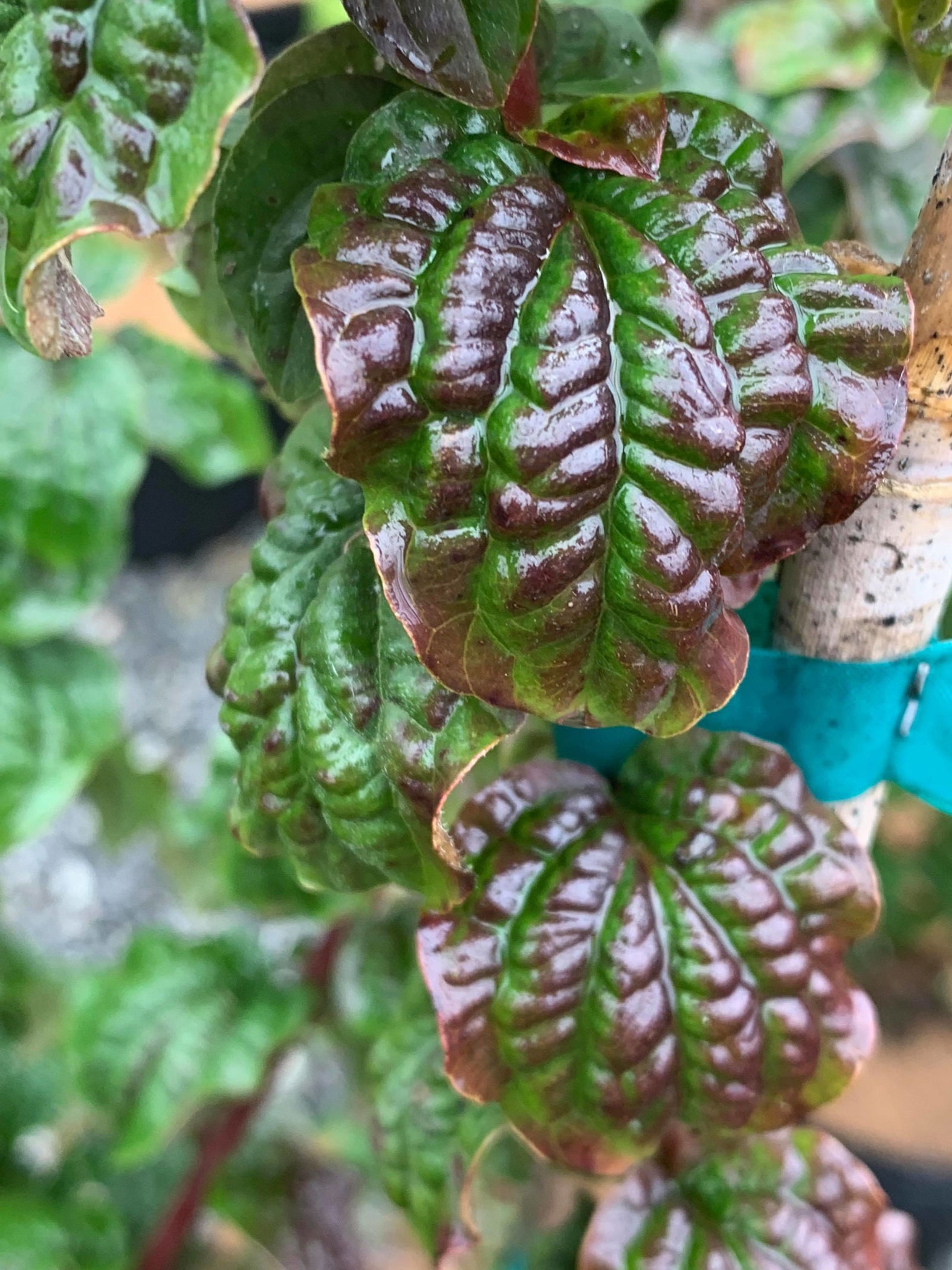 Biy Cornus sanguinea 'Compressa' Curly Leaf Dwarf Bloodtwig Dogwood ...
