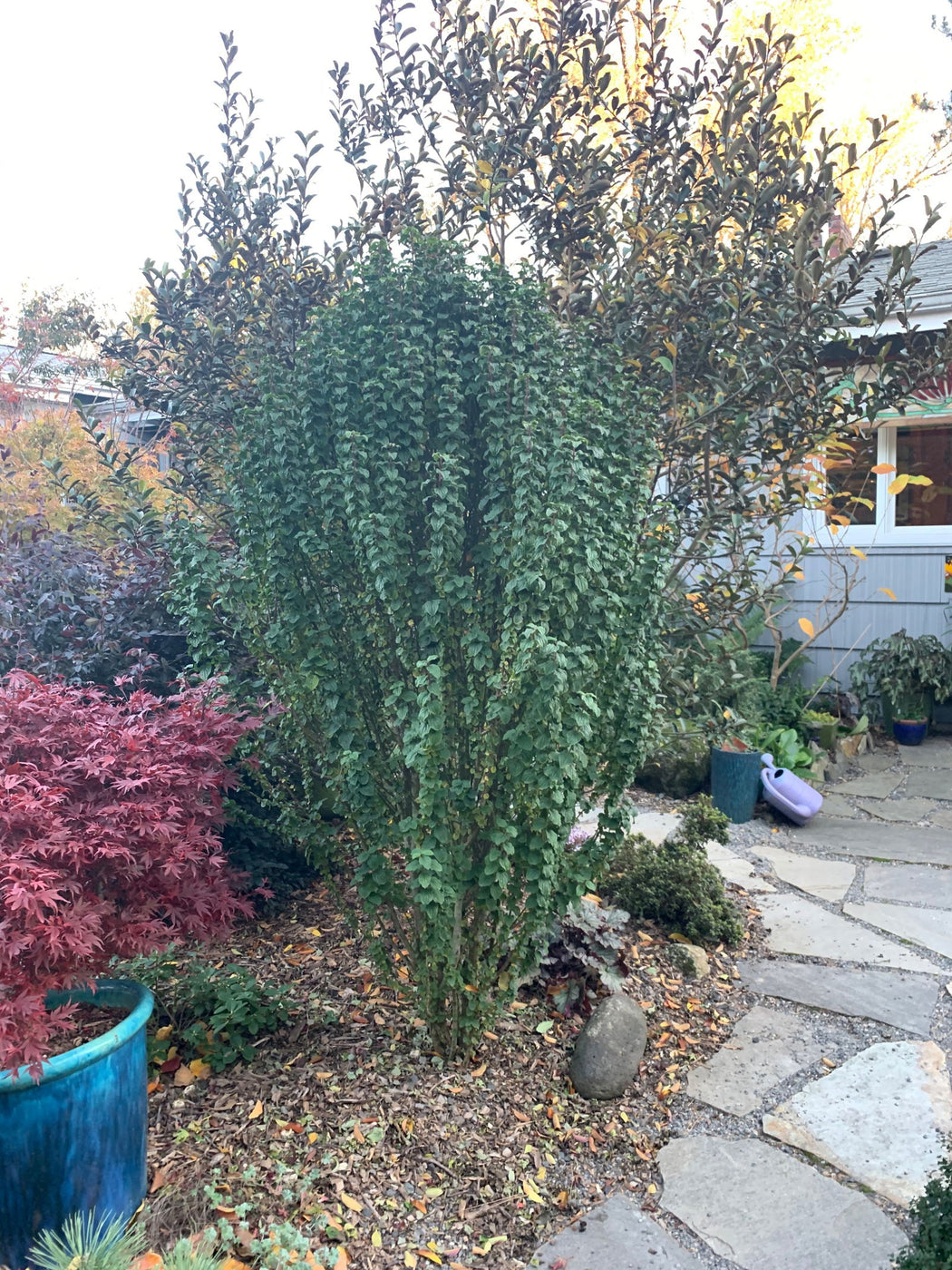 Biy Cornus sanguinea 'Compressa' Curly Leaf Dwarf Bloodtwig Dogwood ...