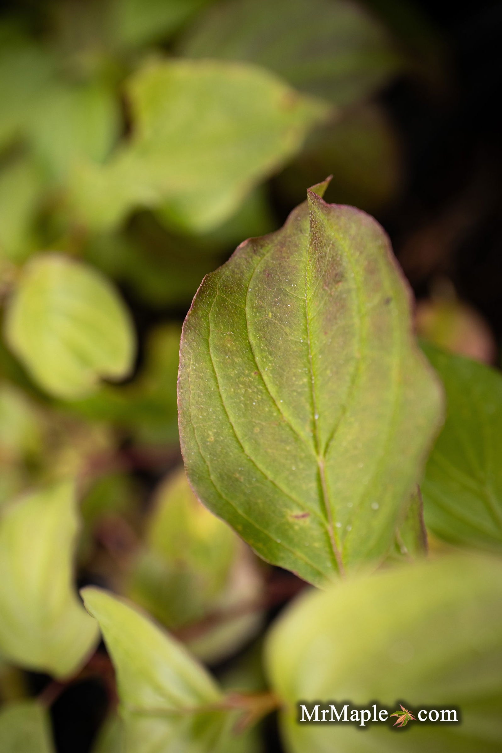 Biy Cornus sanguinea 'Midwinter Fire' Dwarf Bloodtwig Dogwood — Mr Maple │ Buy Japanese Maple Trees