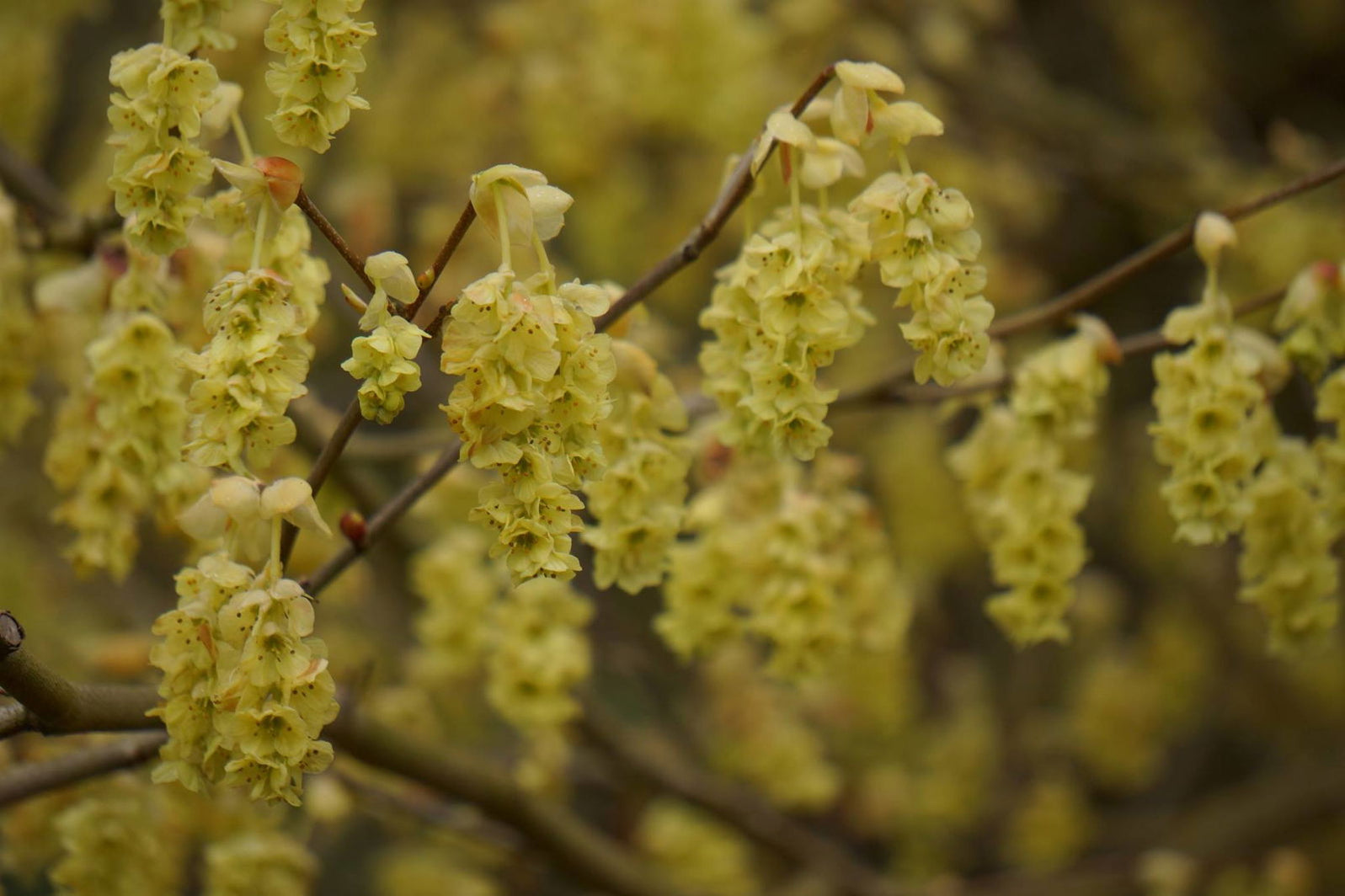 Buy Corylopsis platypetala Chinese Winter Hazel — Mr Maple │ Buy ...