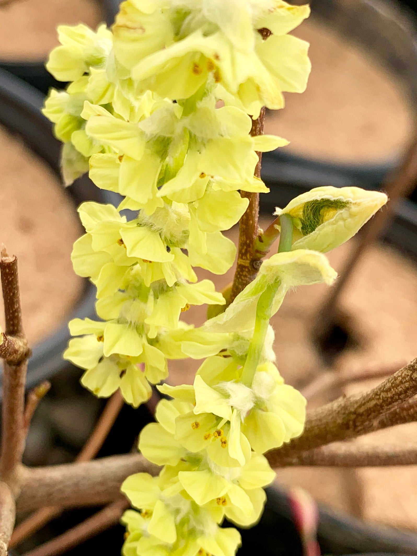 Buy Corylopsis sinensis 'Spring Purple' Lavender Chinese Winter Hazel ...