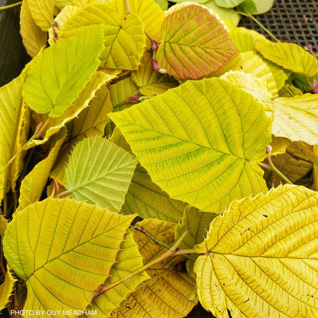 MrMaple 10 New Trees @ 10am on Tuesday — Mr Maple │ Buy Japanese Maple ...