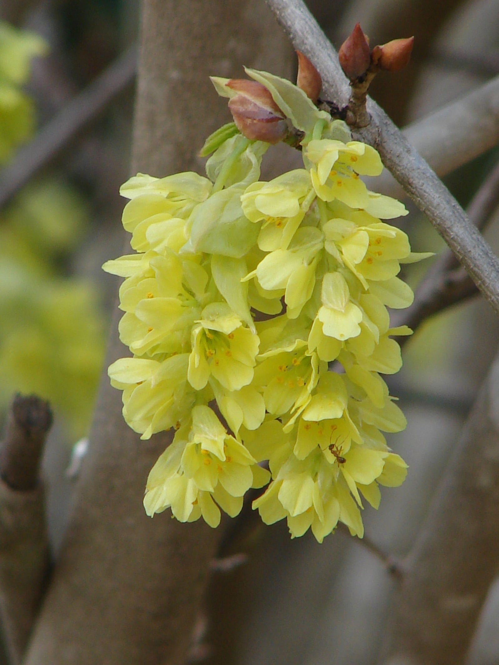 Buy Corylopsis spicata 'Golden Spring' Aurea Winter Hazel — Mr Maple ...