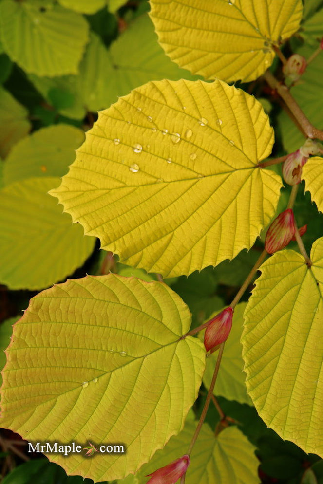 Buy Corylopsis spicata 'Golden Spring' Aurea Winter Hazel — Mr Maple ...