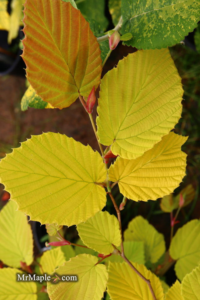 Buy Corylopsis spicata 'Golden Spring' Aurea Winter Hazel — Mr Maple ...
