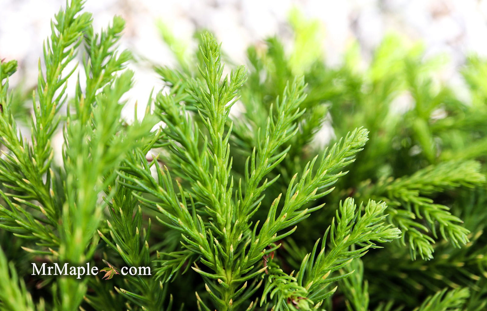 Buy Cryptomeria japonica 'Globosa Nana' Dwarf Japanese Cedar — Mr Maple ...