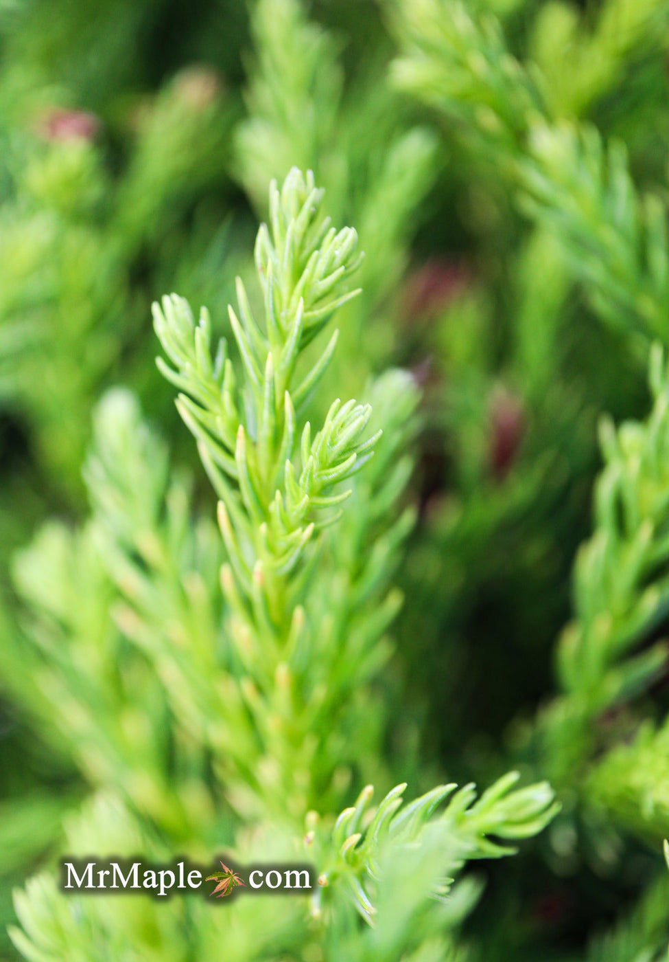 Buy Cryptomeria japonica 'Globosa Nana' Dwarf Japanese Cedar — Mr Maple ...