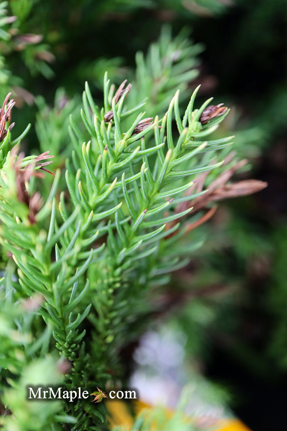 Buy Cryptomeria japonica 'Globosa Nana' Dwarf Japanese Cedar — Mr Maple ...