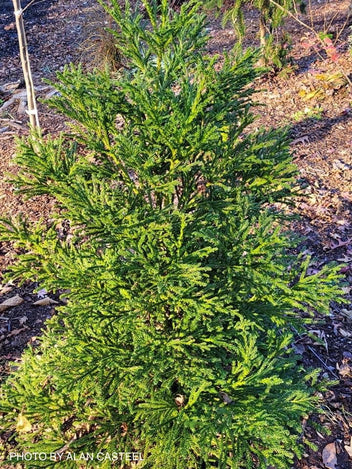 Buy Cryptomeria japonica 'Gyokuryu' Japanese Cedar — Mr Maple │ Buy ...