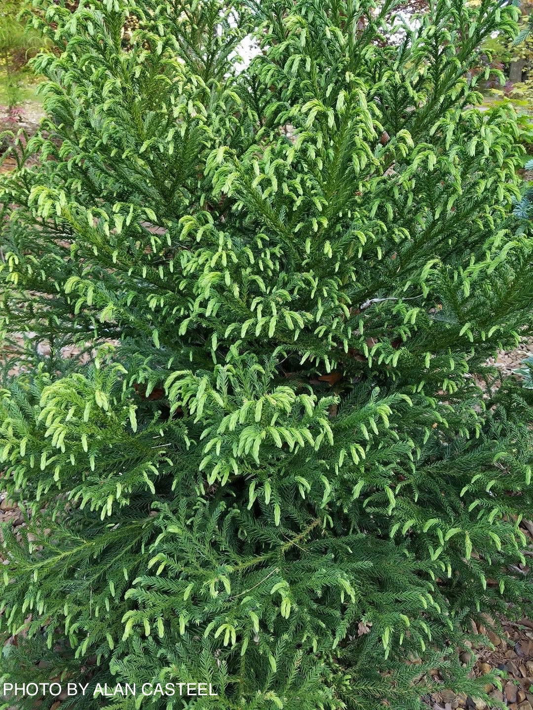 Buy Cryptomeria japonica 'Gyokuryu' Japanese Cedar — Mr Maple │ Buy ...