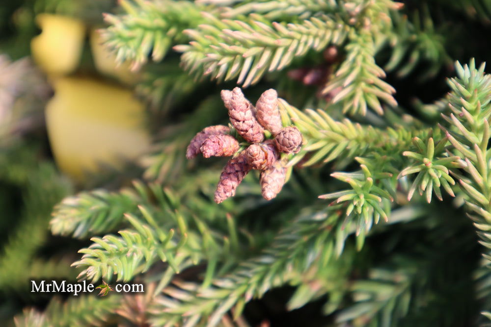 Buy Cryptomeria japonica 'Gyokuryu' Japanese Cedar — Mr Maple │ Buy ...