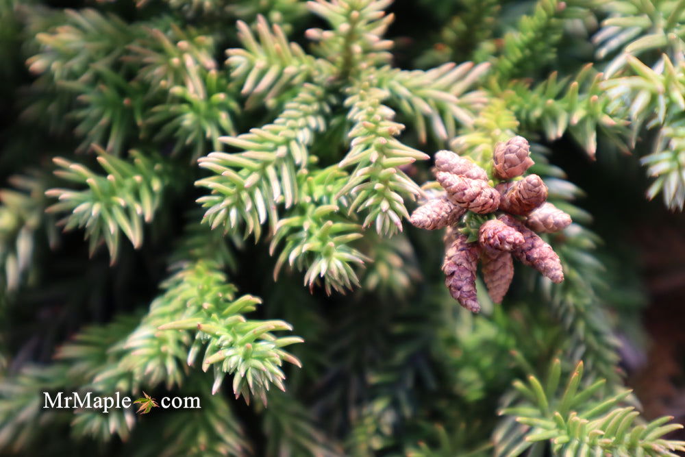 Buy Cryptomeria japonica 'Gyokuryu' Japanese Cedar — Mr Maple │ Buy ...
