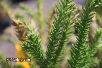 Buy Cryptomeria japonica 'Gyokuryu' Japanese Cedar — Mr Maple │ Buy ...