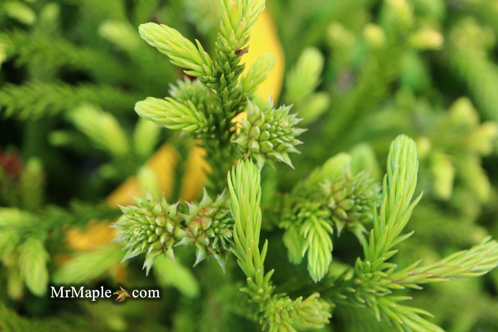 Buy Cryptomeria japonica 'Gyokuryu' Japanese Cedar — Mr Maple │ Buy ...