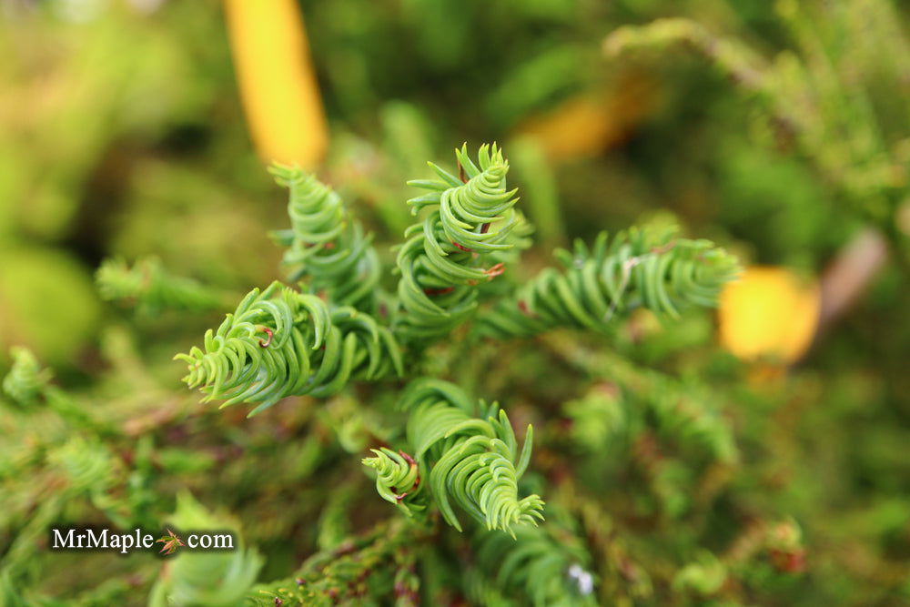 Buy Cryptomeria japonica 'Sekkan Suji' Yellow Japanese Cedar — Mr Maple ...