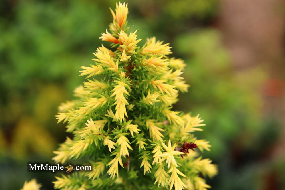 Buy Conifers — Mr Maple │ Buy Japanese Maple Trees