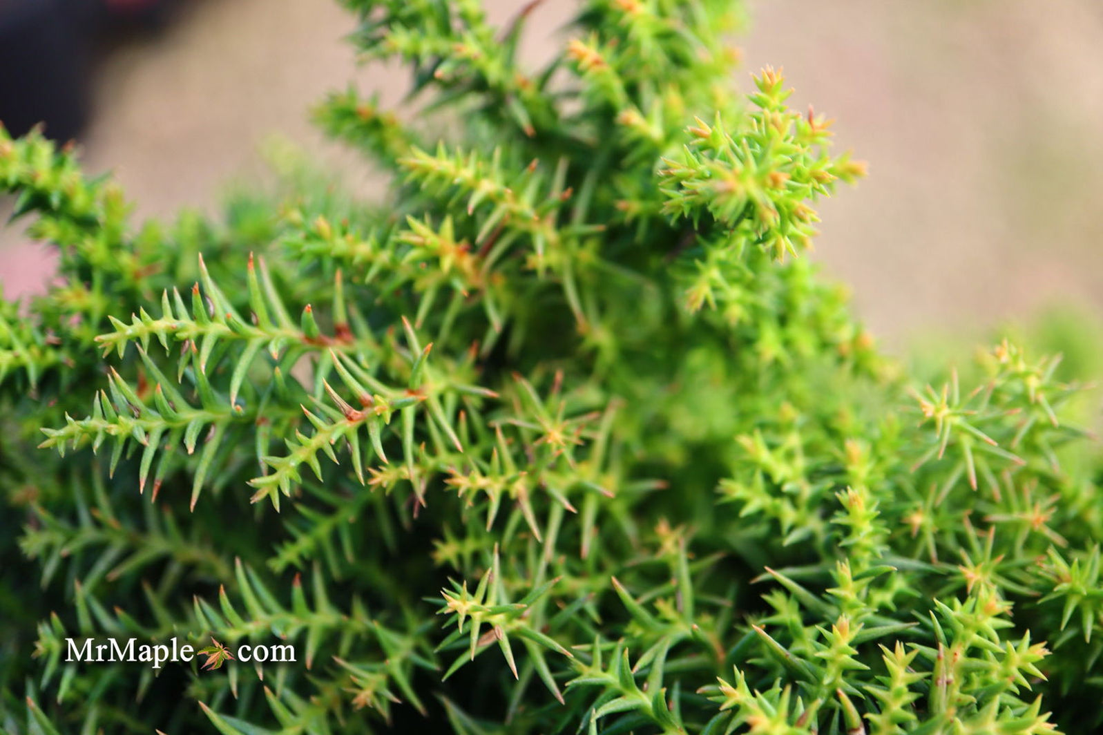 Buy Cryptomeria japonica 'Yokohama' Dwarf Japanese Cedar — Mr Maple ...
