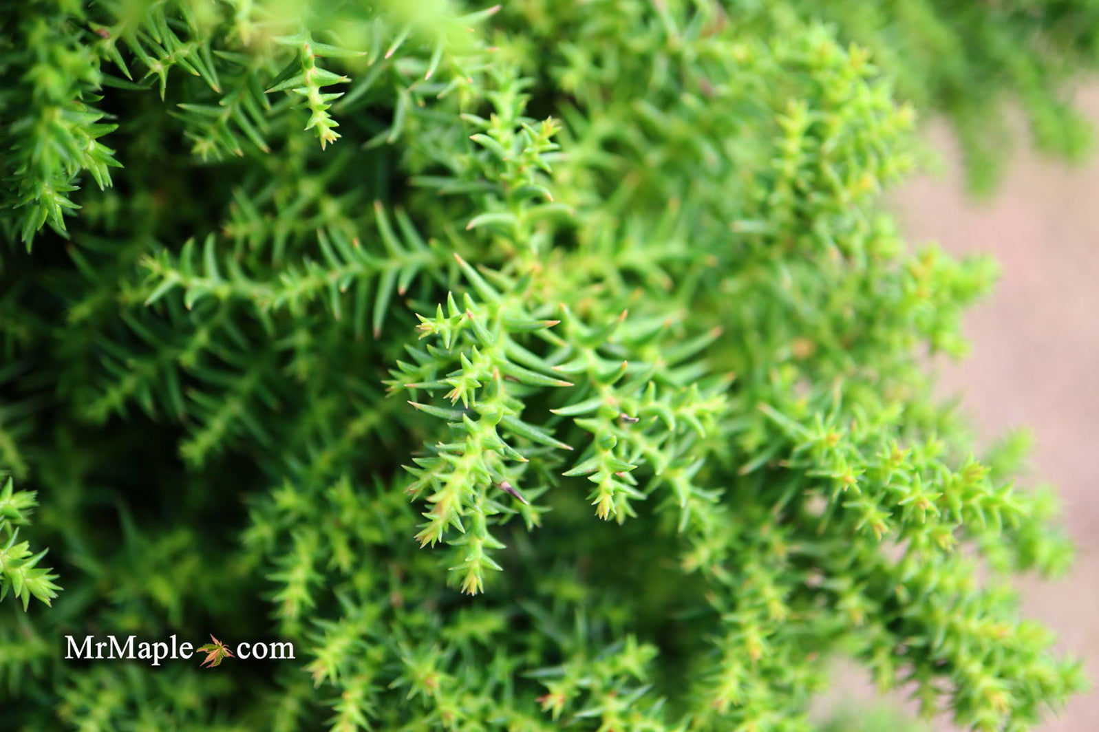 Buy Cryptomeria japonica 'Yokohama' Dwarf Japanese Cedar — Mr Maple ...