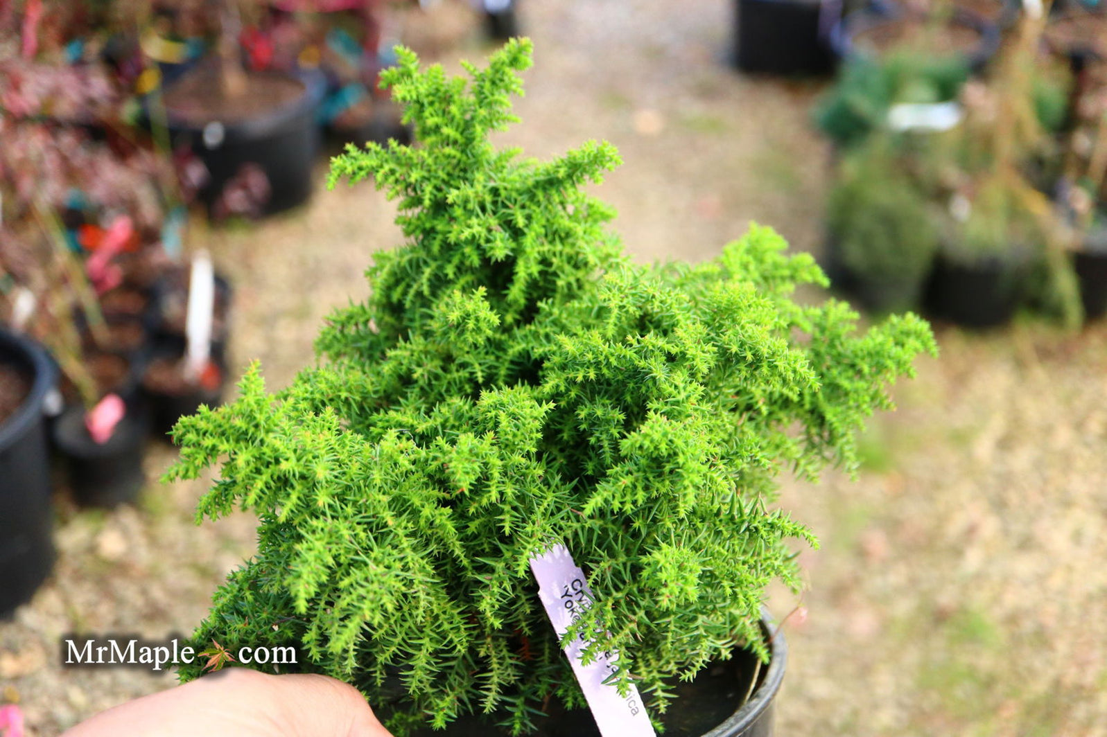 Buy Cryptomeria japonica 'Yokohama' Dwarf Japanese Cedar — Mr Maple ...