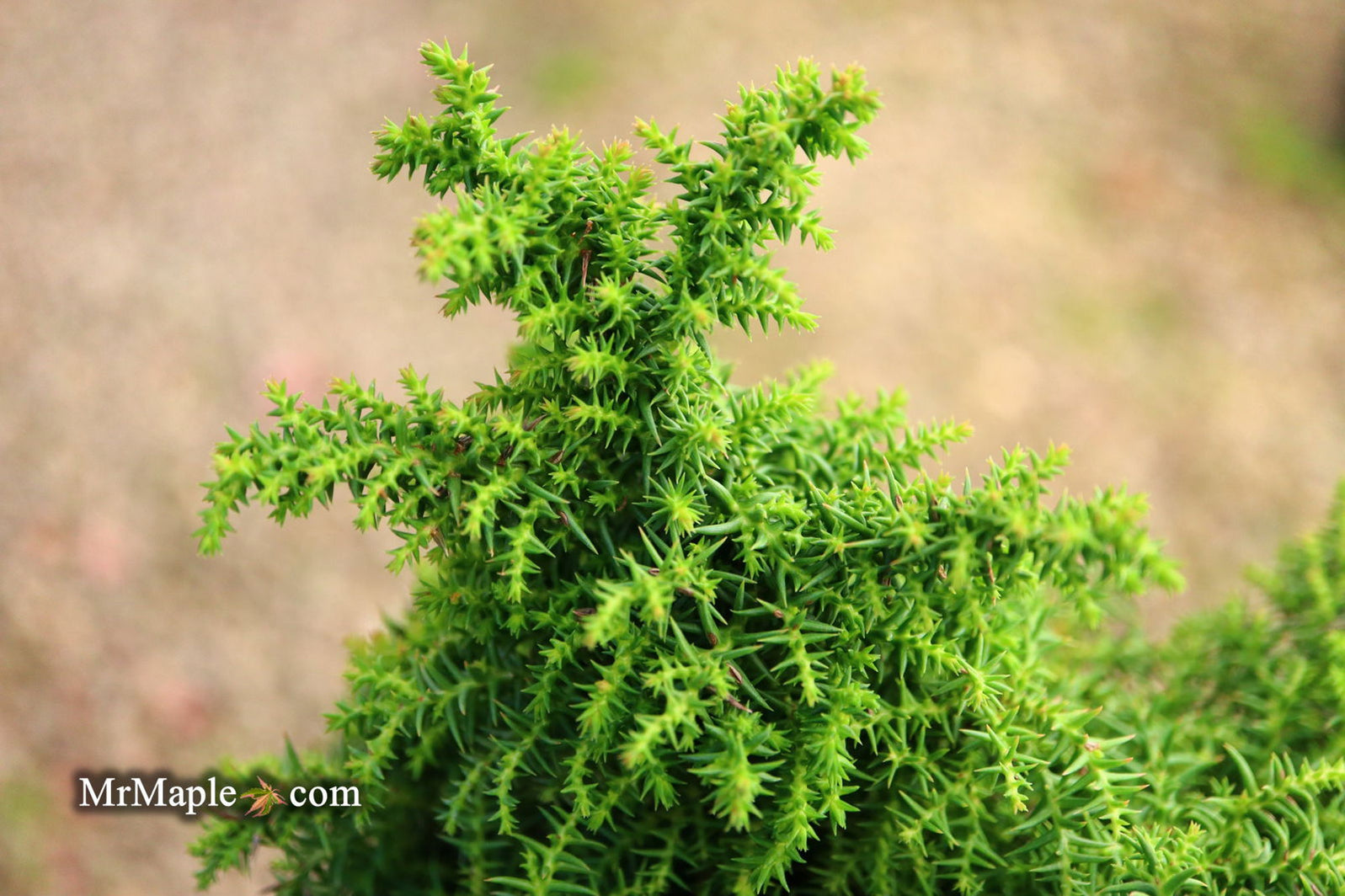 Buy Cryptomeria japonica 'Yokohama' Dwarf Japanese Cedar — Mr Maple ...