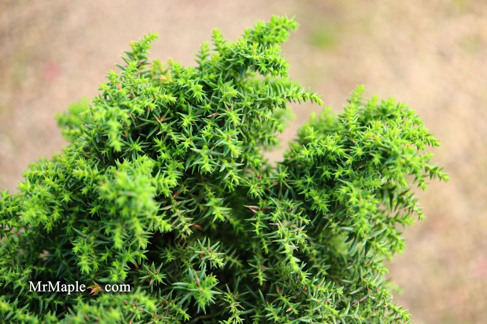 Buy Cryptomeria japonica 'Yokohama' Dwarf Japanese Cedar — Mr Maple ...