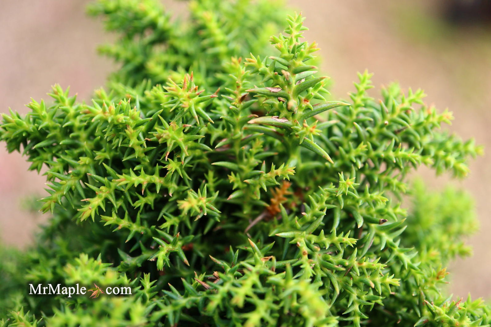 Buy Cryptomeria japonica 'Yokohama' Dwarf Japanese Cedar — Mr Maple ...