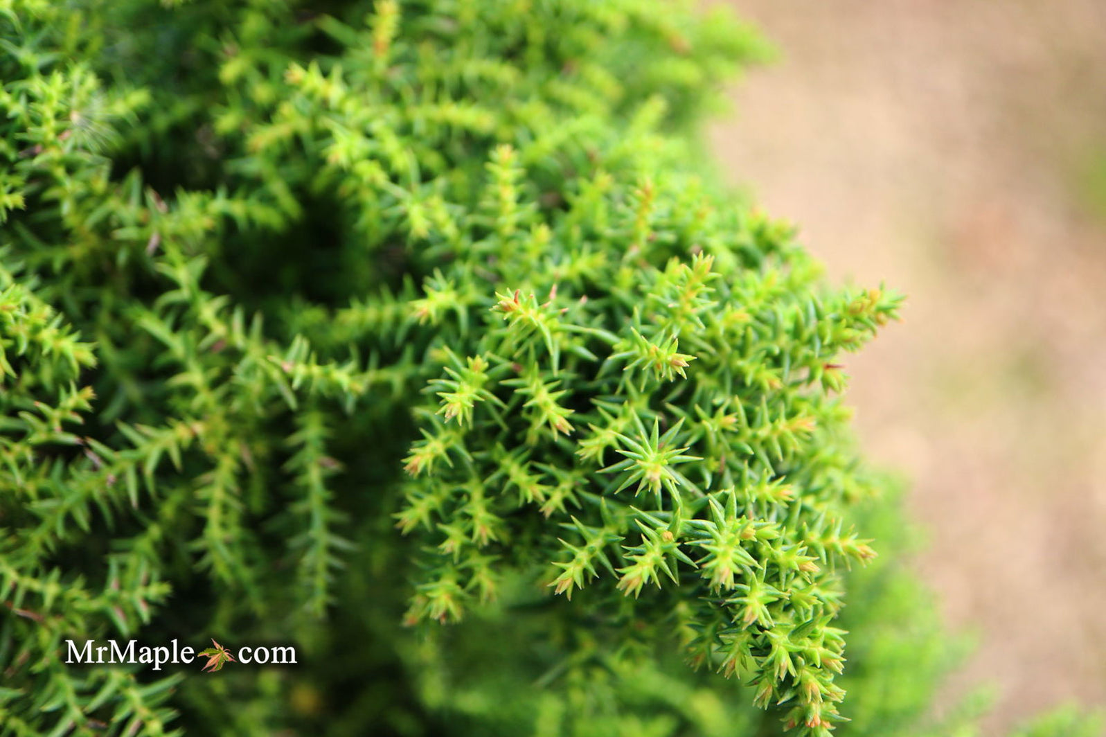 Buy Cryptomeria japonica 'Yokohama' Dwarf Japanese Cedar — Mr Maple ...