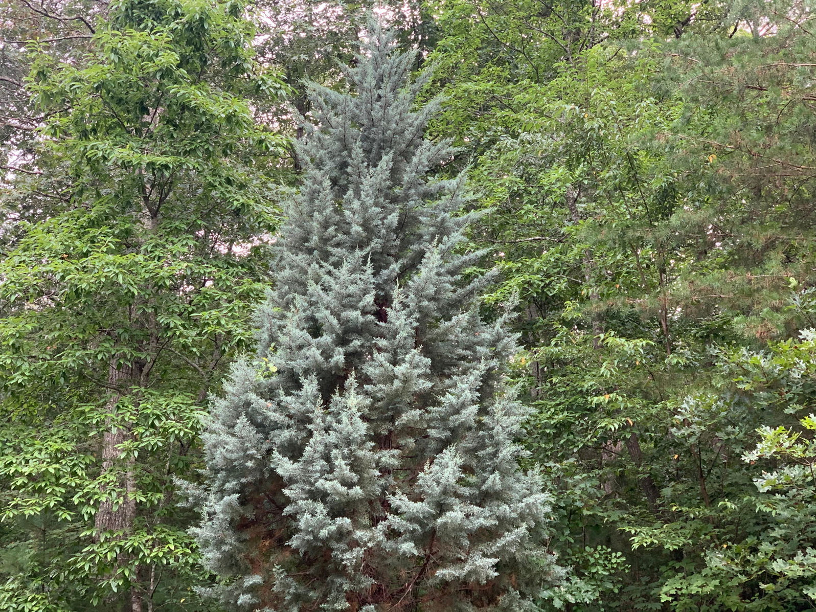 Buy Cupressus arizonica 'Blue Ice' Blue Arizona Cypress — Mr Maple ...