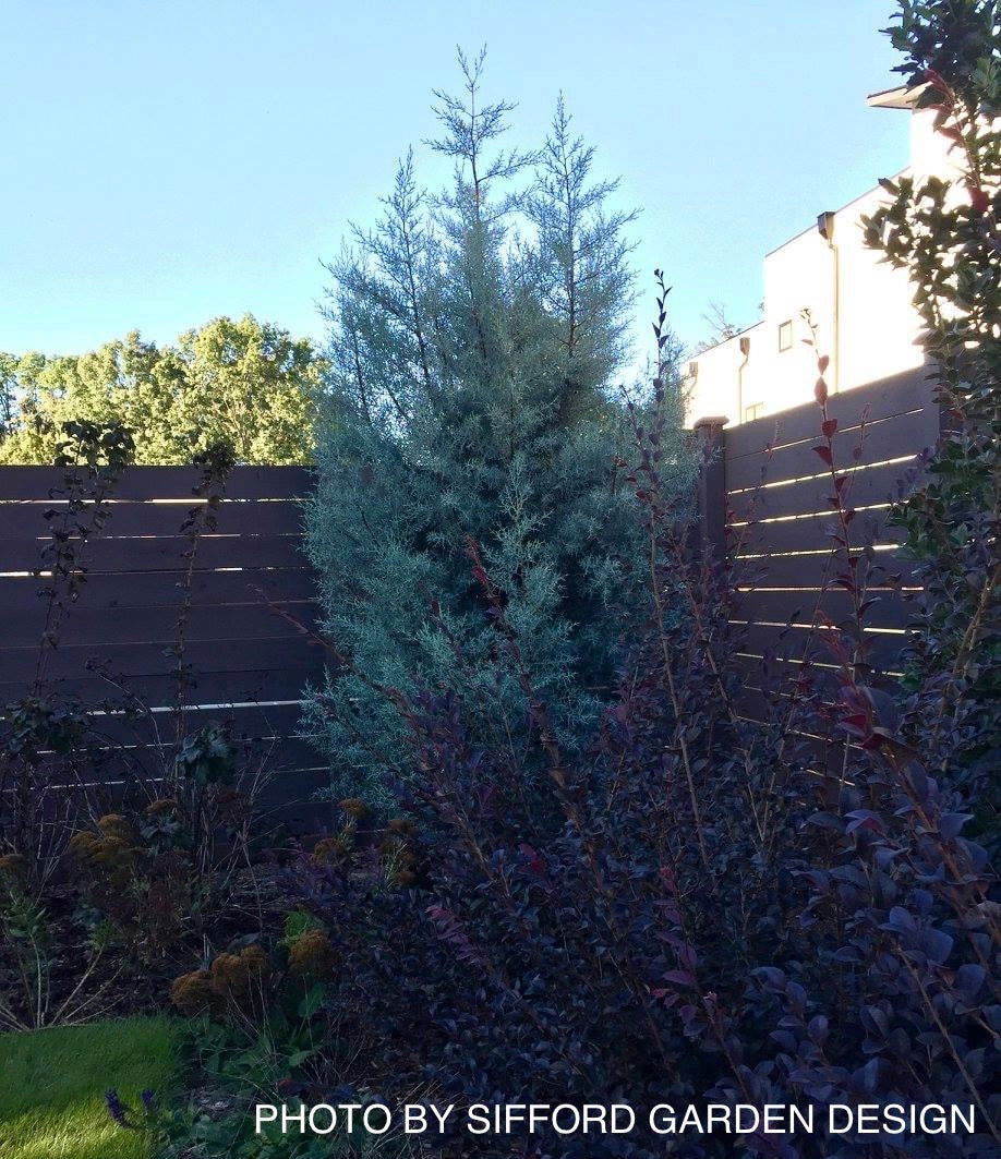 Buy Cupressus arizonica 'Blue Ice' Blue Arizona Cypress — Mr Maple ...