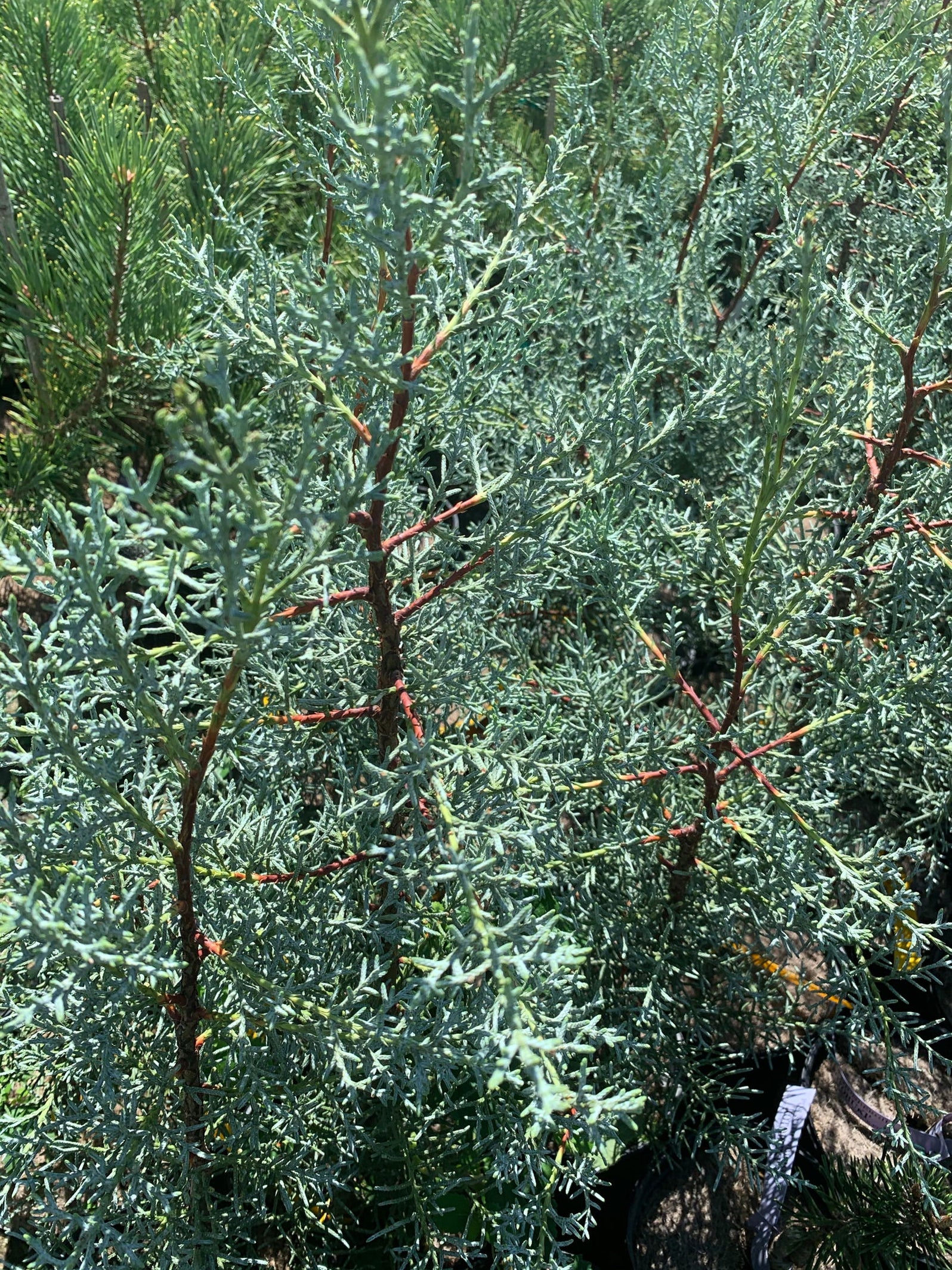 Buy Cupressus arizonica 'Blue Ice' Blue Arizona Cypress — Mr Maple ...