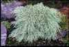 Buy Cupressus macrocarpa ‘Greenstead Magnificent’ Monterey Cypress — Mr ...