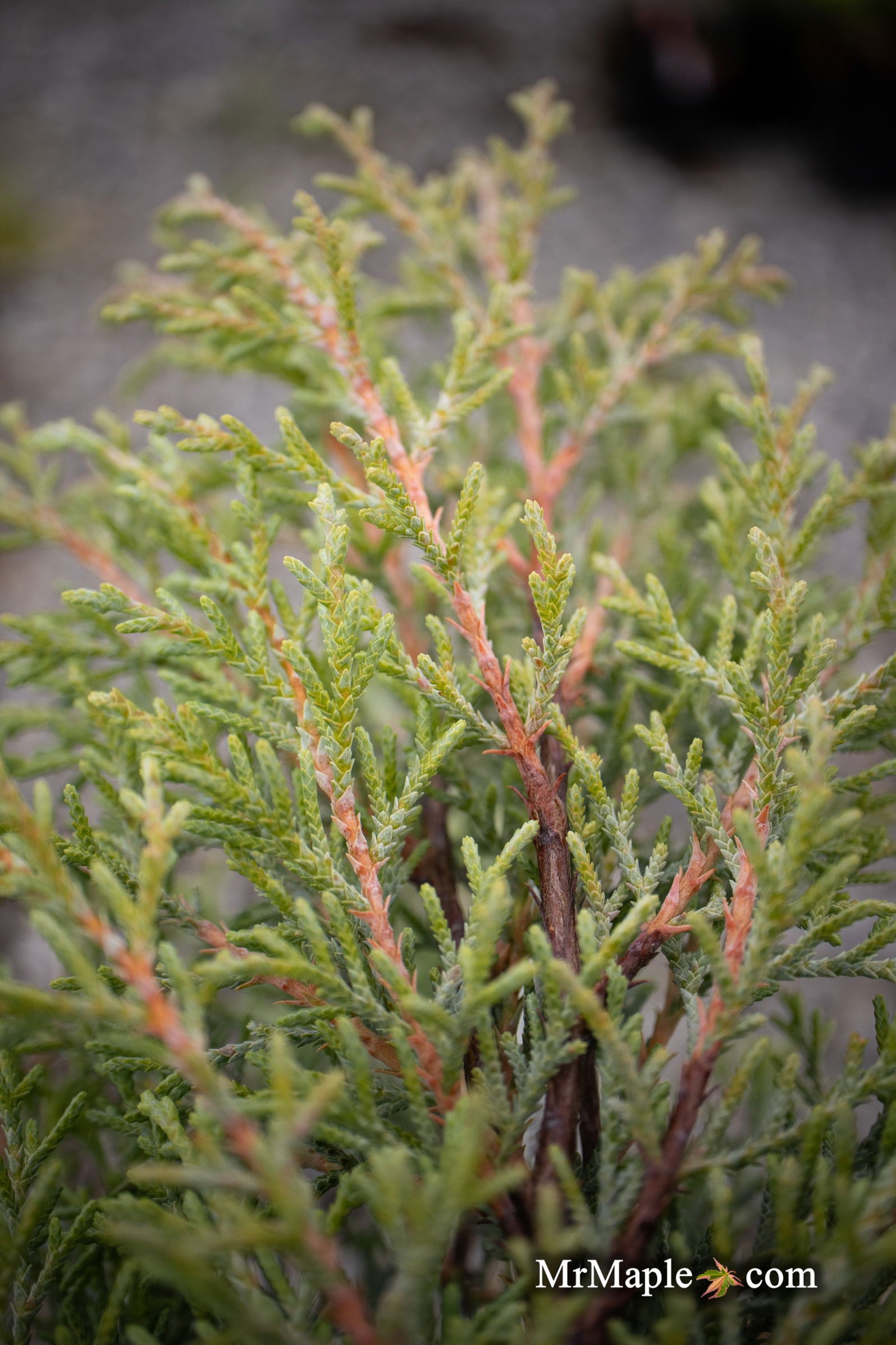 Buy Cupressus macrocarpa ‘Greenstead Magnificent’ Monterey Cypress — Mr ...