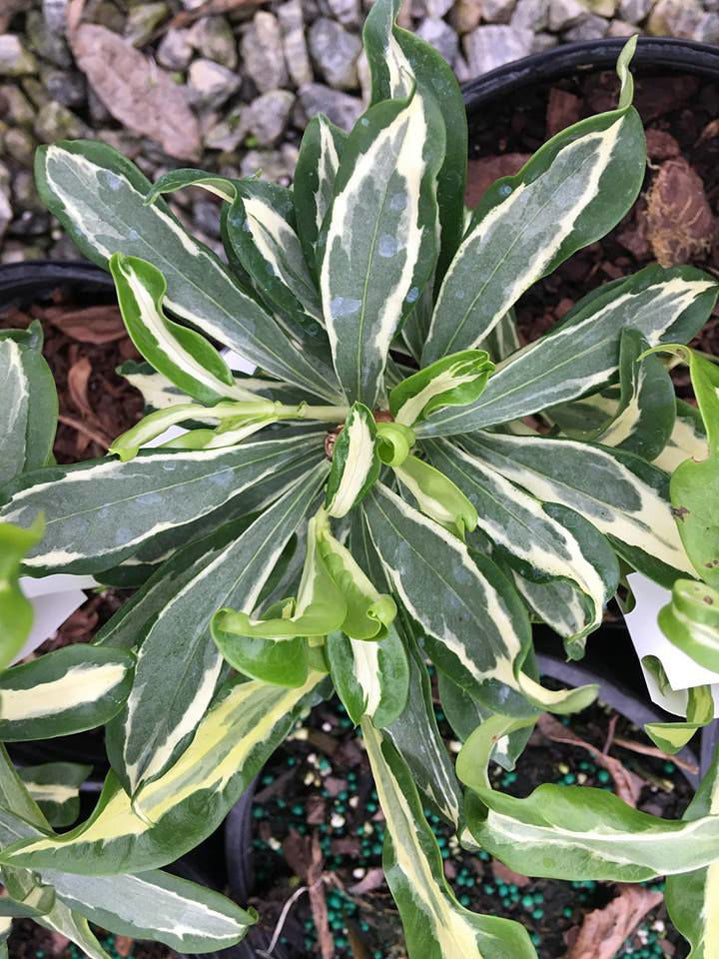 Buy Daphne odora 'Wild Winter' Variegated Winter Daphne — Mr Maple ...