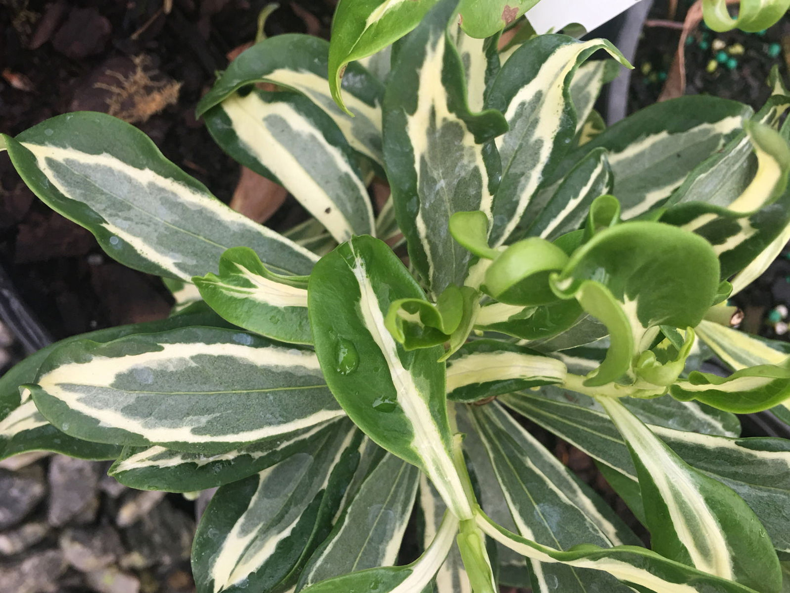 Buy Daphne odora 'Wild Winter' Variegated Winter Daphne — Mr Maple ...