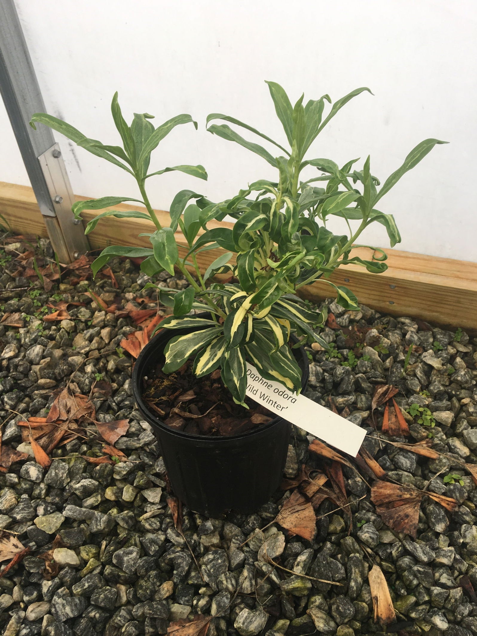 Buy Daphne odora 'Wild Winter' Variegated Winter Daphne — Mr Maple ...