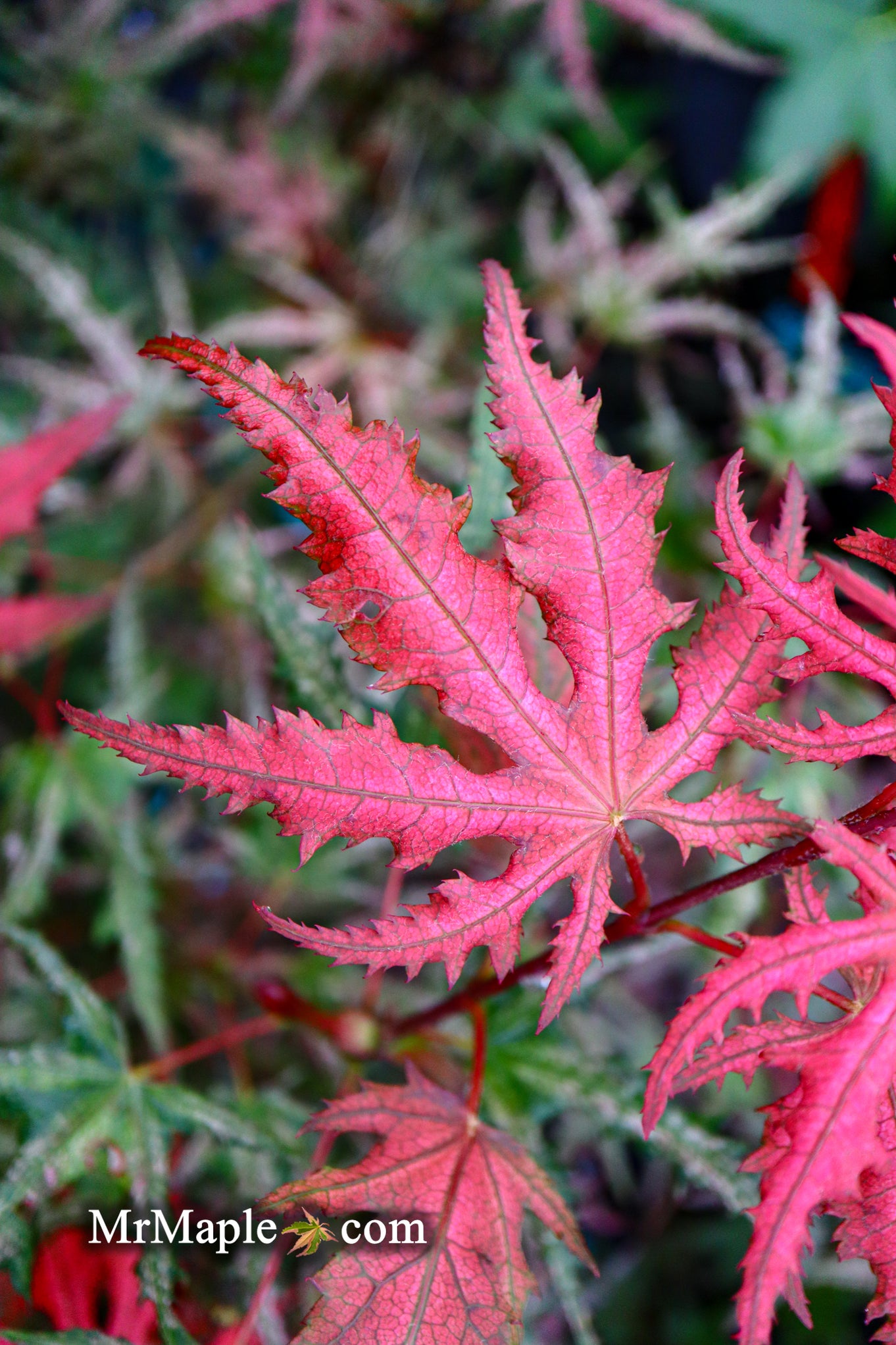 Buy Acer palmatum 'Dark Knight' Japanese Maple — Mr Maple │ Buy ...