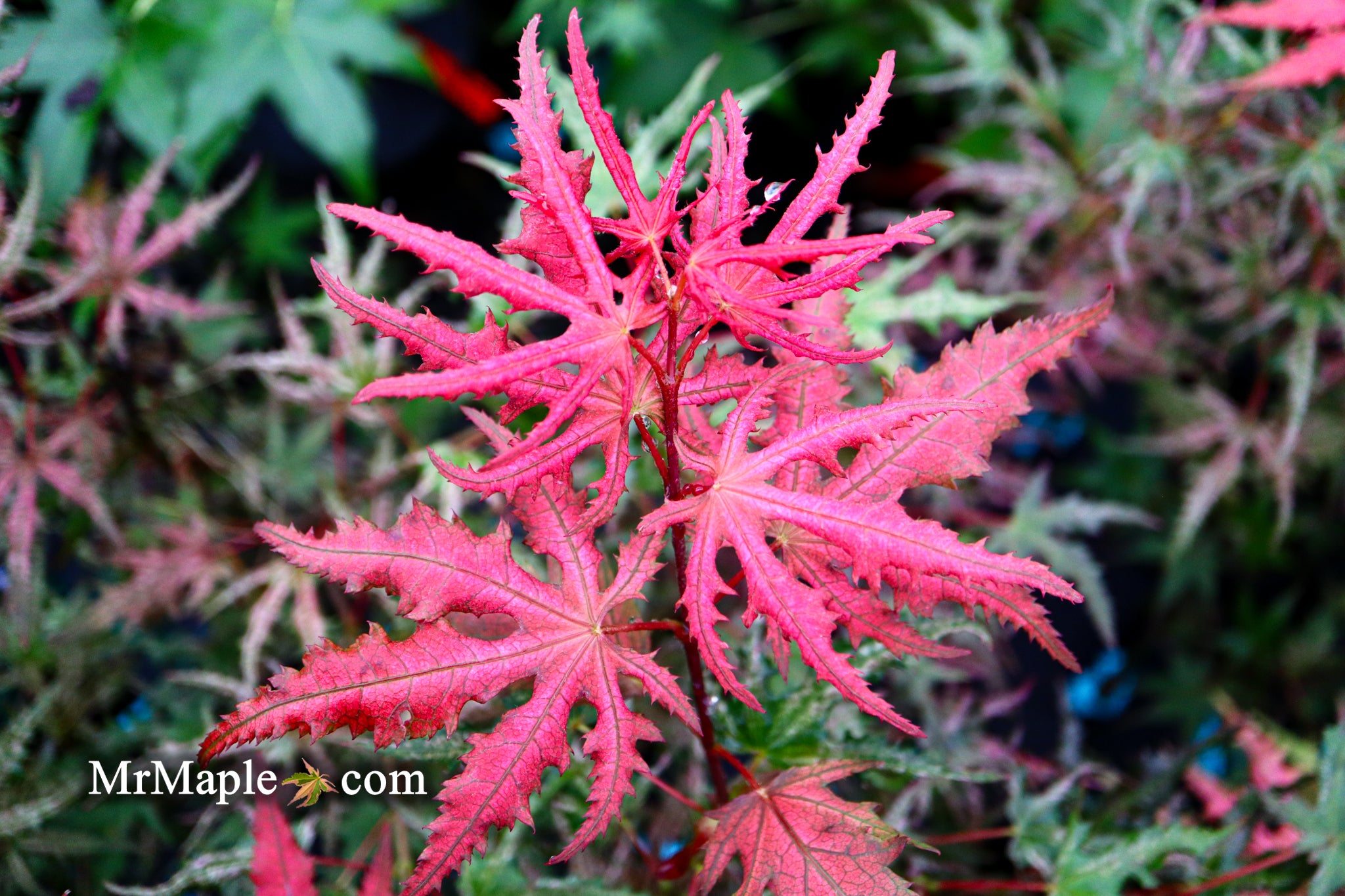 Buy Acer palmatum 'Dark Knight' Japanese Maple — Mr Maple │ Buy ...